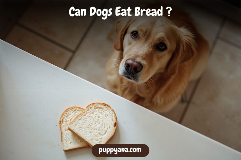 Can Dogs Eat Bread? 7 Quick Facts to Know - PuppyAna