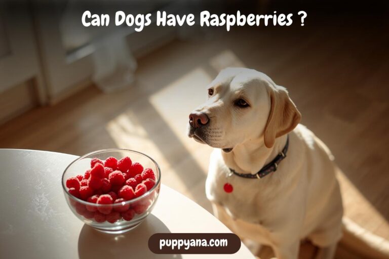 Can Dogs Have Raspberries? 5 Quick Facts - PuppyAna